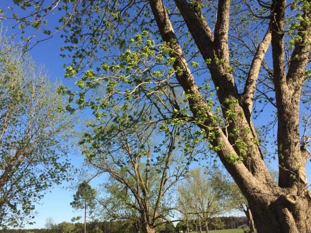 Break up your fallow ground – It’s Spring! (Fallow – idle and ...